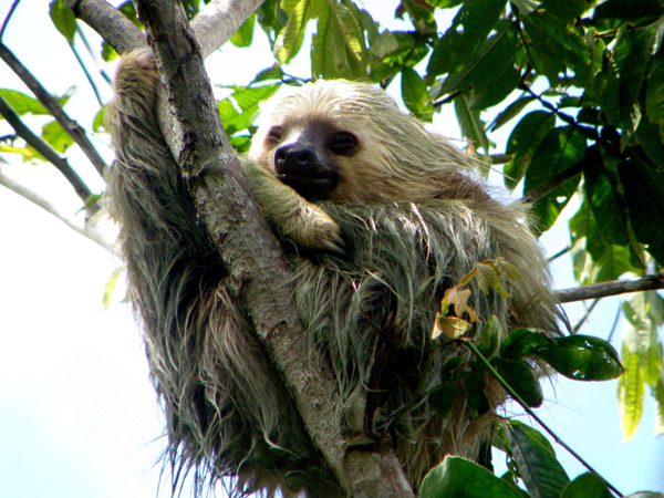 Tree islands more effective way to replant the world's forests